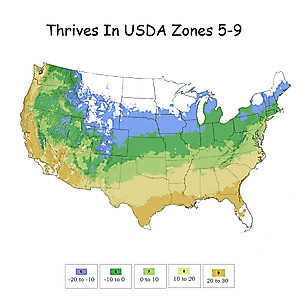 2 Gal. Pugster Ameythst Buddleia Shrub