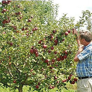 CHUXAY GARDEN Miniature Apple Tree Seed 10 Seeds Dwarf Apple Fruit Plant Heirloom High Yield Flourishing Perfect for Containers