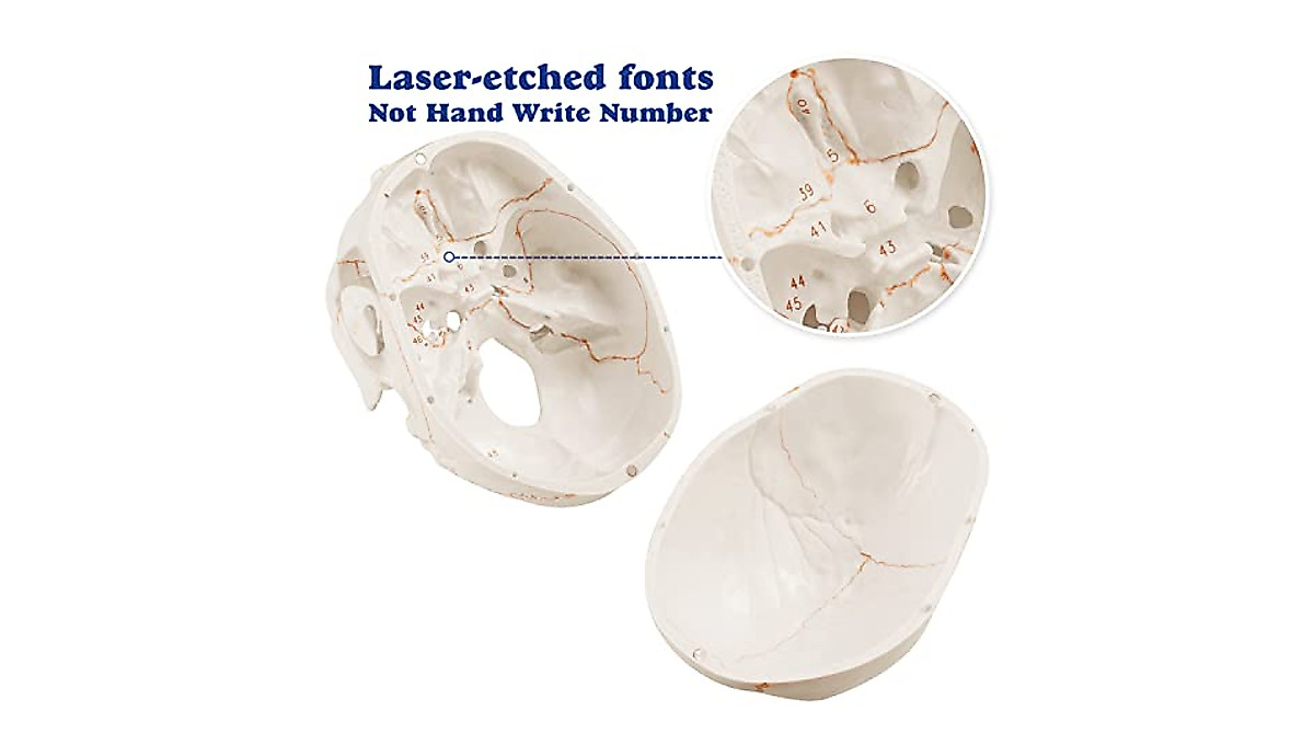 Upgrade Your Anatomy Learning with Our Skull Model
