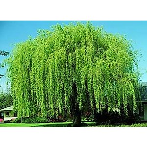 4 Bright Green Weeping Willow Cuttings, Grow 4 Trees - Wisconsin Weeping Willow Root Stock -