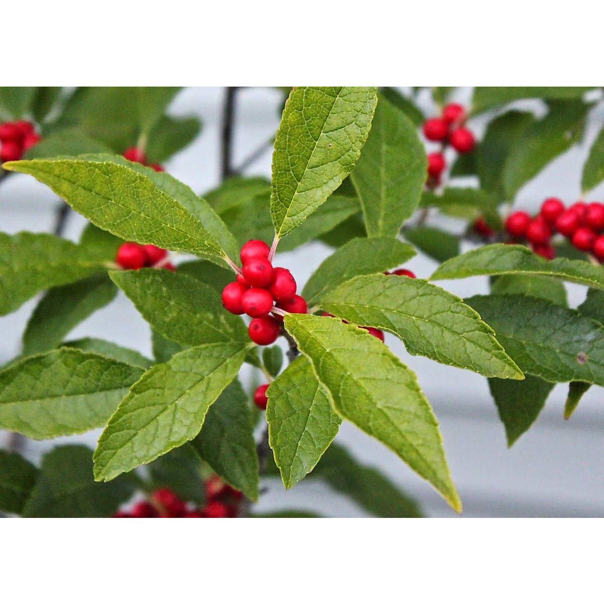 1187-Red Holly Winter Berry (Ilex verticillata) Seeds by Robsrareandgiantseeds UPC0764425788317 Non-GMO,Organic,USA Grower,Bonsai,1187 Package of 7 Seeds