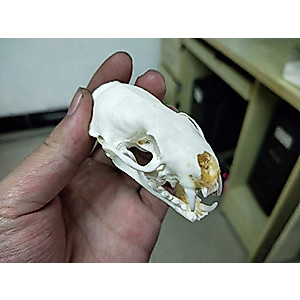 Hot weasel Skull Taxidermy supplies art bone vet medicine 1:1