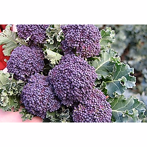 Purple Sprouting Broccoli Seeds, 500+ Heirloom Seeds Per Packet, (Isla's Garden Seeds), Non GMO Seeds, Botanical Name: Brassica oleracea, 85% Germination Rates