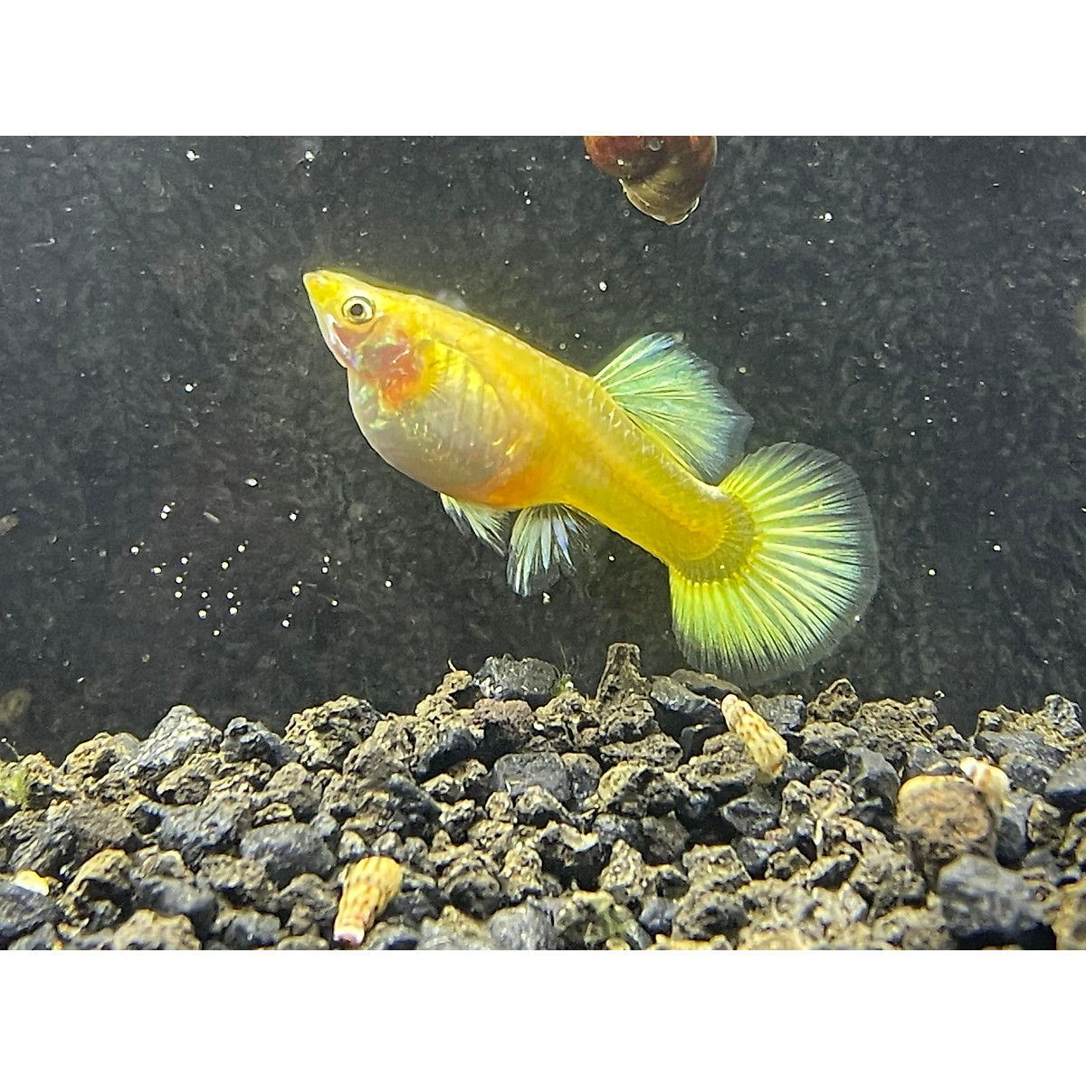 Live Guppies - Guppy Pair (2) Pack Assorted Color Live Aquarium Guppy Fish - 1 Male, 1 Female