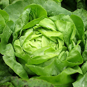 Buttercrunch Lettuce Seeds - USA Grown (1,000+ Seeds)