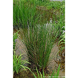 Perennial Farm Marketplace (Common Soft Rush) Ornamental Grass, 1 Quart Juncus effusus, Rich Green Foliage