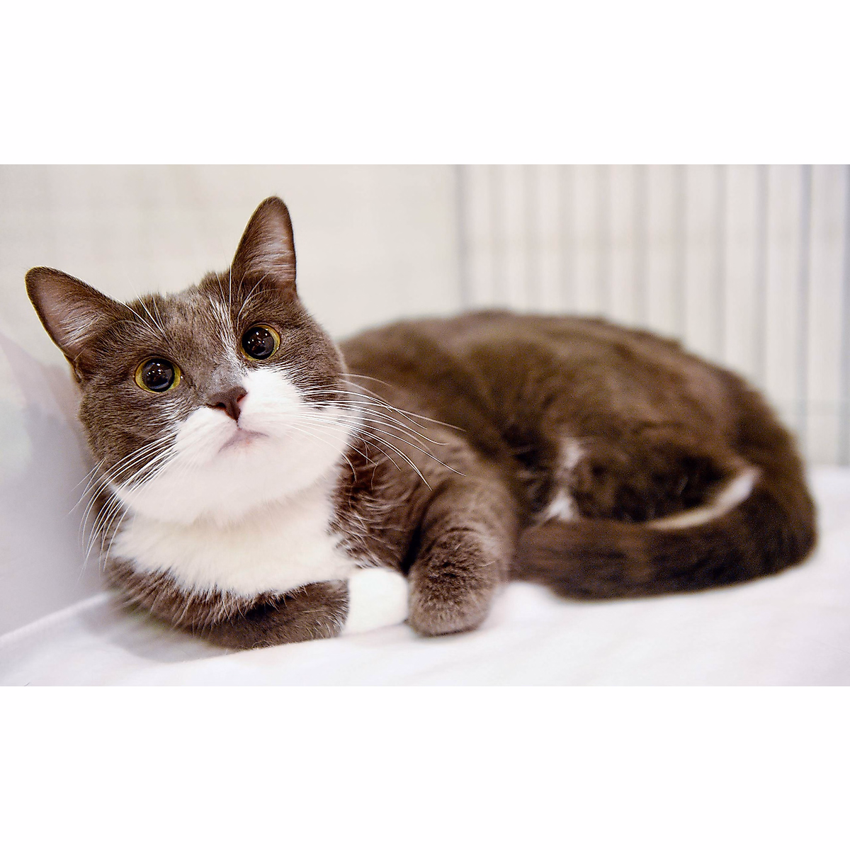 I Love My Pets cat Allergy Relief - Cats Allergy Relief - Itch Relief - Premium Supplement - Treats - cat Immune Booster Treats - 150 Tablets (2 Bottles)