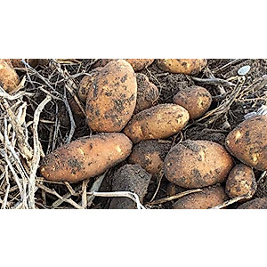 Simply Seed™ - Russet Burbanks - Naturally Grown Seed Potatoes - 5 LBS - Ready for Spring Planting !