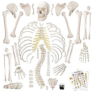 2023 Newest Human Model of Skeleton for Anatomy 67“ High with 200+ Bones Structures,Scientific Disarticulated Human Model of Skeleton Bundle for Anatomy, Full Size Male Skeleton Models with Poster,Skull, Bones, Articulated Hand & Foot