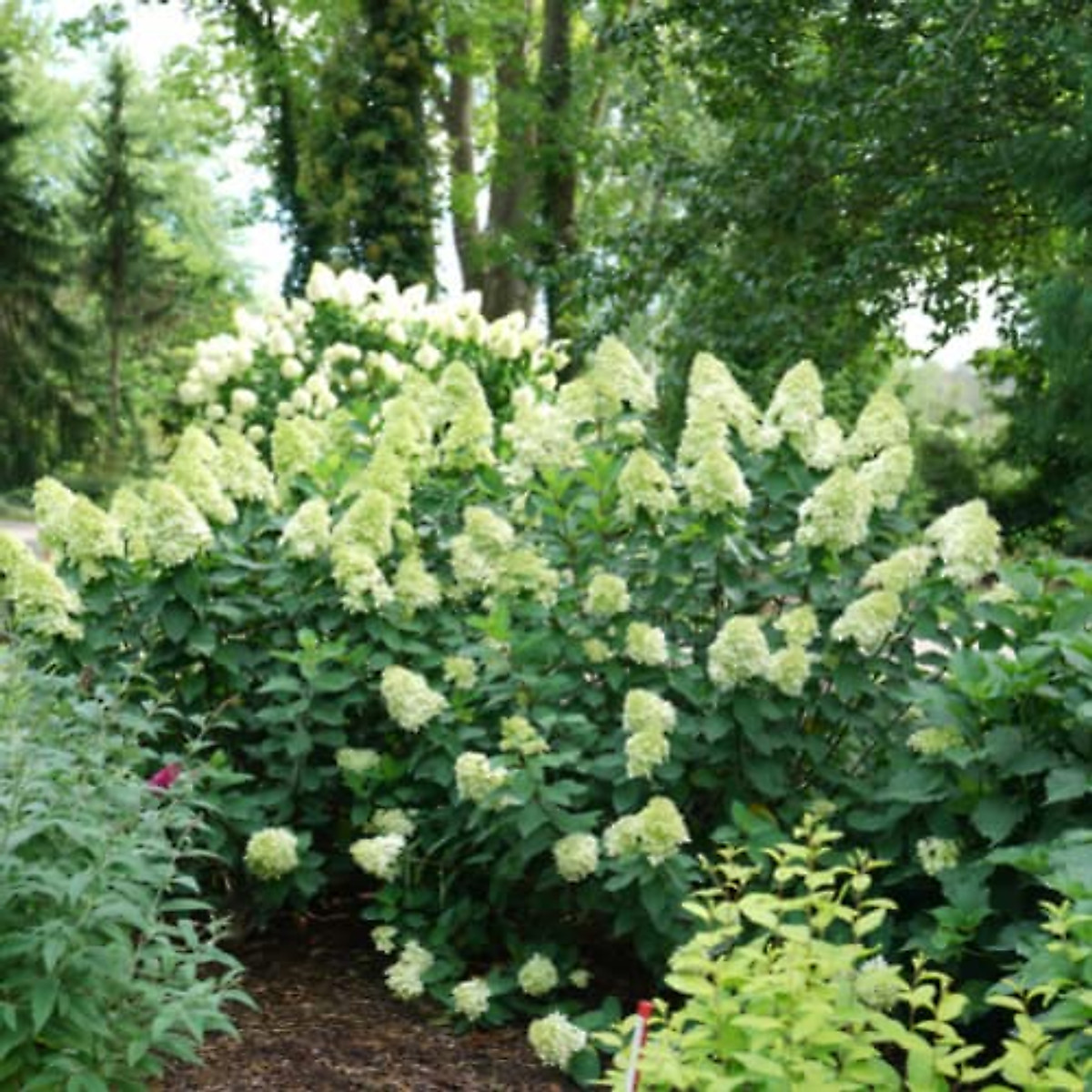 2 Gal. Limelight Prime Hydrangea Shrub, Green to Pink blooms