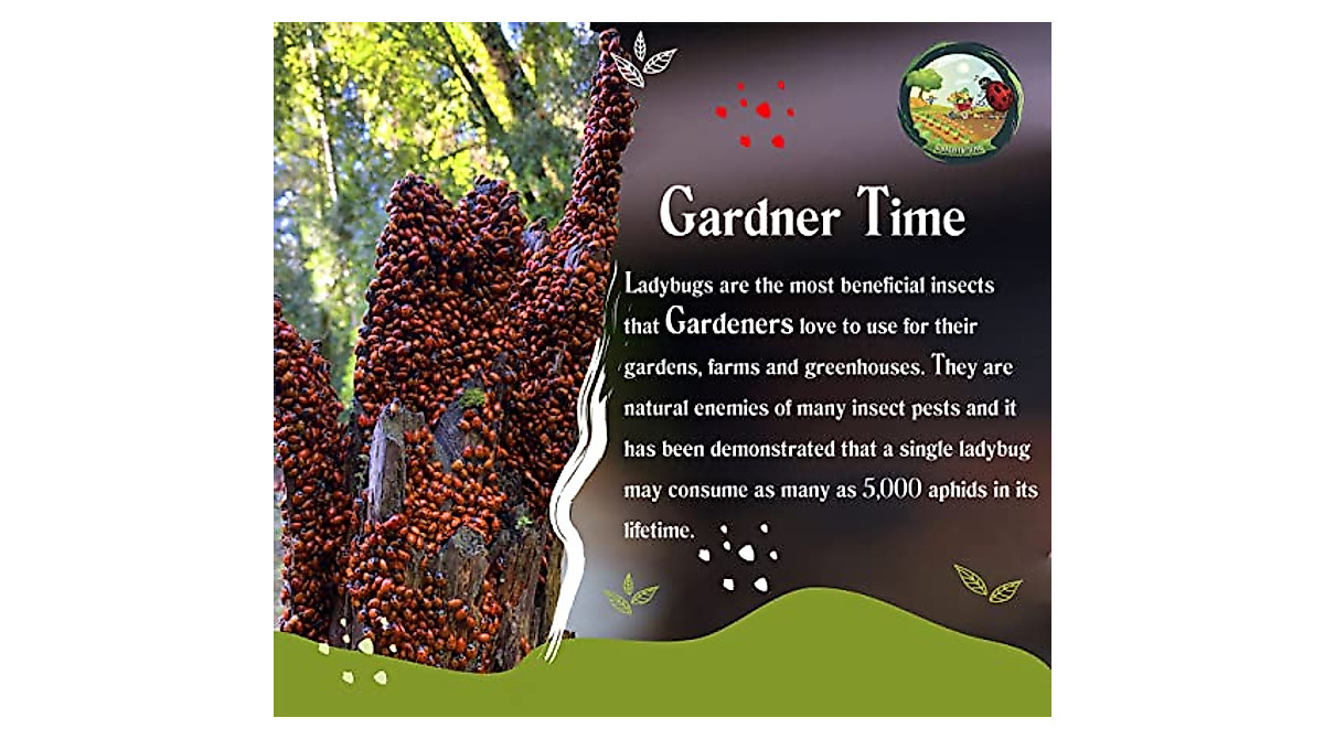 Gardner Time Live Ladybugs for Effective Pest Control