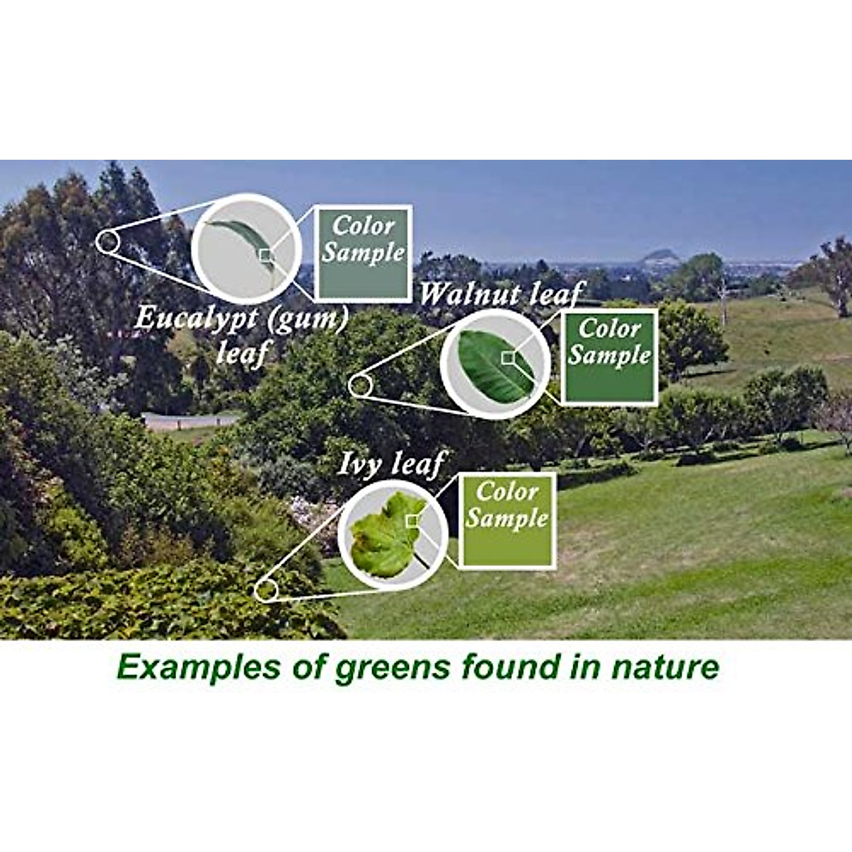 Susan Harrison-Tustain's Watercolor Masterclass Volume One. Life-like leaves, vibrant greens and 5 crucial elements for a successful painting.