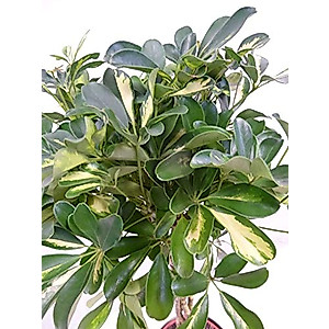 Umbrella Tree - 'Gold Capella' Live Braided Schefflera Arboricola - Florist Quality - Beautiful Indoor Tree - 3 Feet Tall