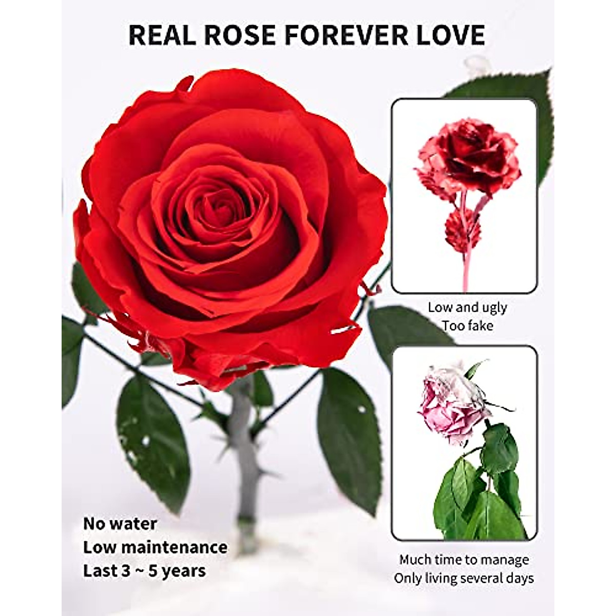 Preserved Rose, Preserved Flowers for Delivery Prime, Single Rose Flower Gifts for Women, Real Rose Gifts for Her, Birthday Gifts, Valentines Flowers for Girlfriend - Red Rose