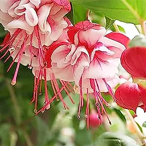 CHUXAY GARDEN Red Pink Fuchsia Seed 200 Seeds Heirloom Showy Accent Plant Exotic Charm Pendulous Bloom Lovely Native Wildflower Perfect for Hanging Basket and Containers Decor Garden