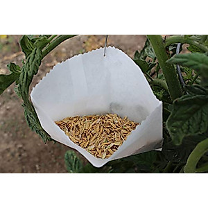 Nature's Good Guys Green Lacewing 5,000 Eggs