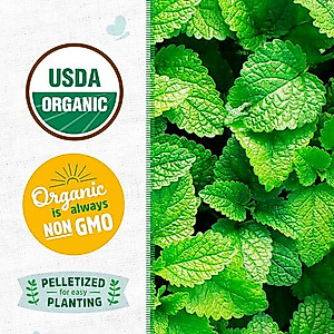 Back to the Roots Mint 'Peppermint' Seed Packet, 140mg, Green