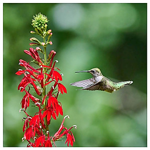 Everwilde Farms - 2000 Cardinal Flower Native Wildflower Seeds - Gold Vault Jumbo Seed Packet