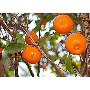 Brighter Blooms - Calamondin Orange Tree, 3-4 Ft. - Indoor/Outdoor Patio Citrus Trees, Ready to Give Fruit - Cannot Ship to FL, CA, TX, LA, OR, AL, and AZ