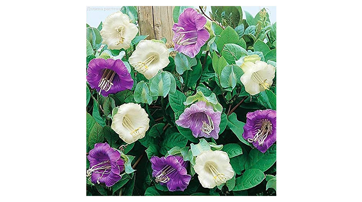 Cobea Cup & Saucer Vine Seeds - Non-GMO Annual
