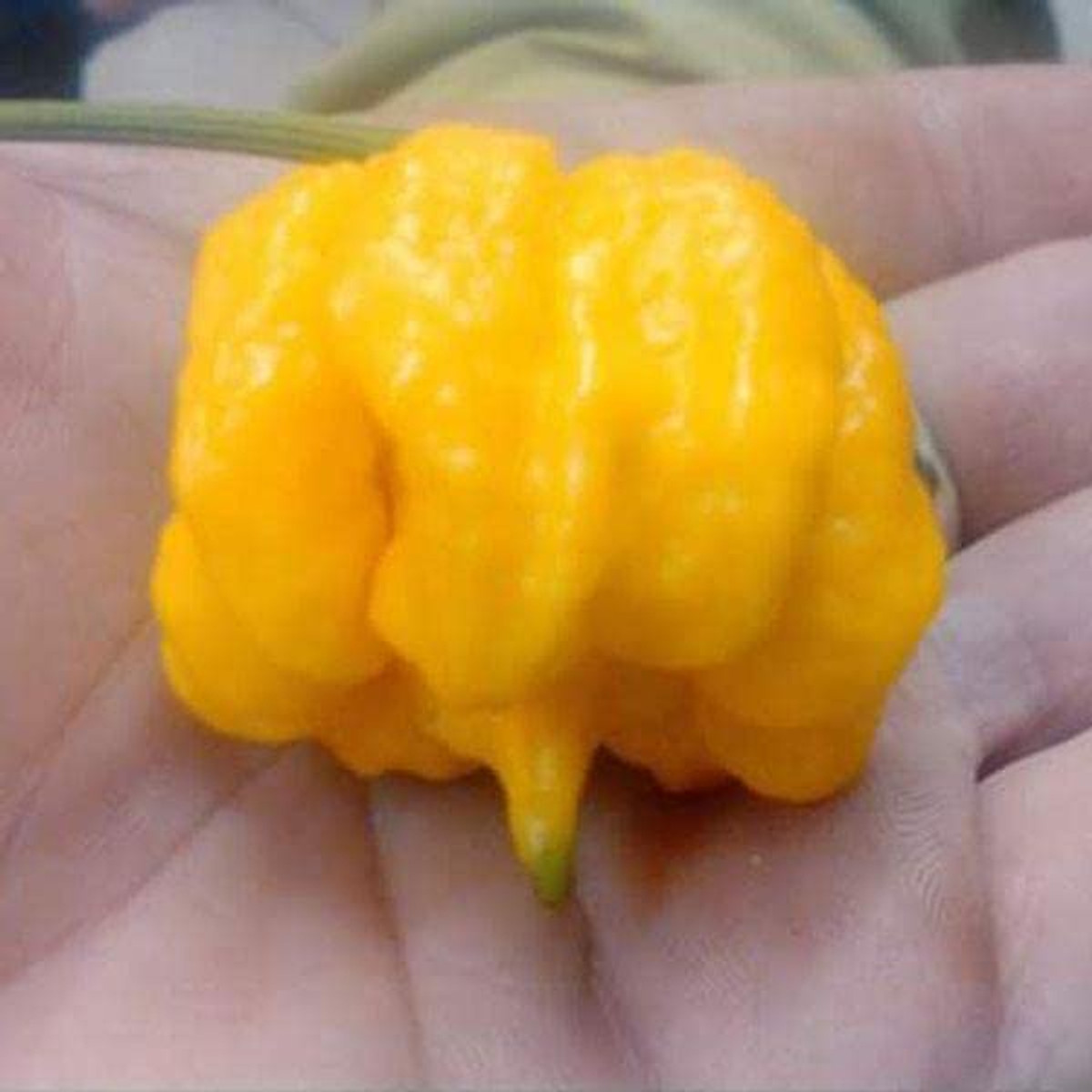 Pepper Joe’s Yellow Reaper Pepper Seeds ­­­­­– Pack of 10+ Superhot Reaper Chili Pepper Seeds – USA Grown ­– Premium Non-GMO Yellow Reaper Seeds for Planting in Your Garden