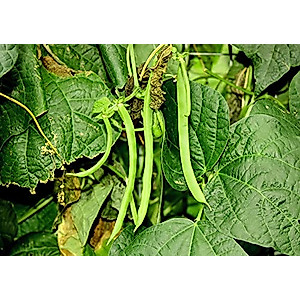 Kentucky Wonder Pole Bean Seeds for Planting, 30 Heirloom Seeds Per Packet, (Isla's Garden Seeds), Non GMO Seeds, Botanical Name: Phaseolus vulgaris, Great Home Garden Gift