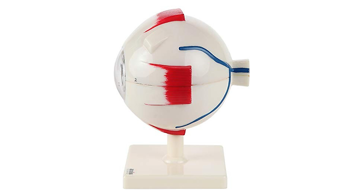 Eye Anatomy Model - 5X Life-Size Dissectible Human Eye for Study ...