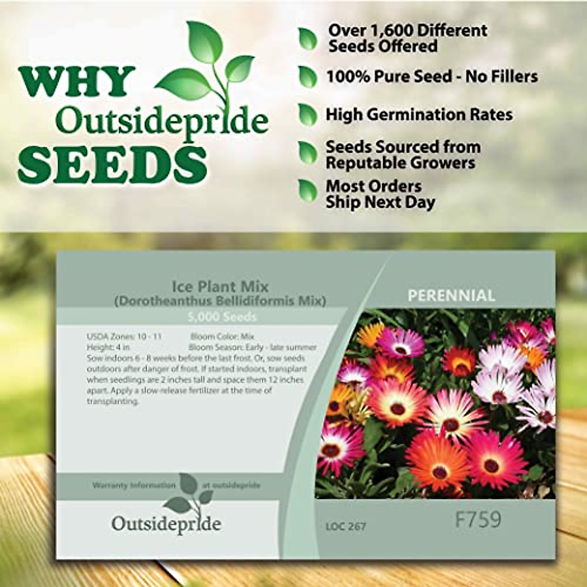 Outsidepride Livingstone Daisy Dorotheanthus Ice Plant Ground Cover Plant & Drought, Heat Tolerant Flower Mix - 5000 Seeds