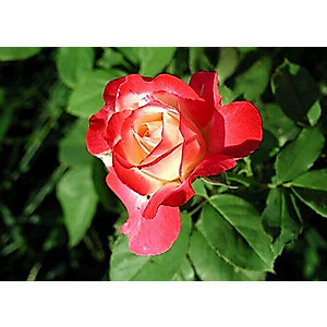 100+ Mixed Multicolored Rose Flower Seeds Perennial Flowers Rare Plants Garden Bonsai