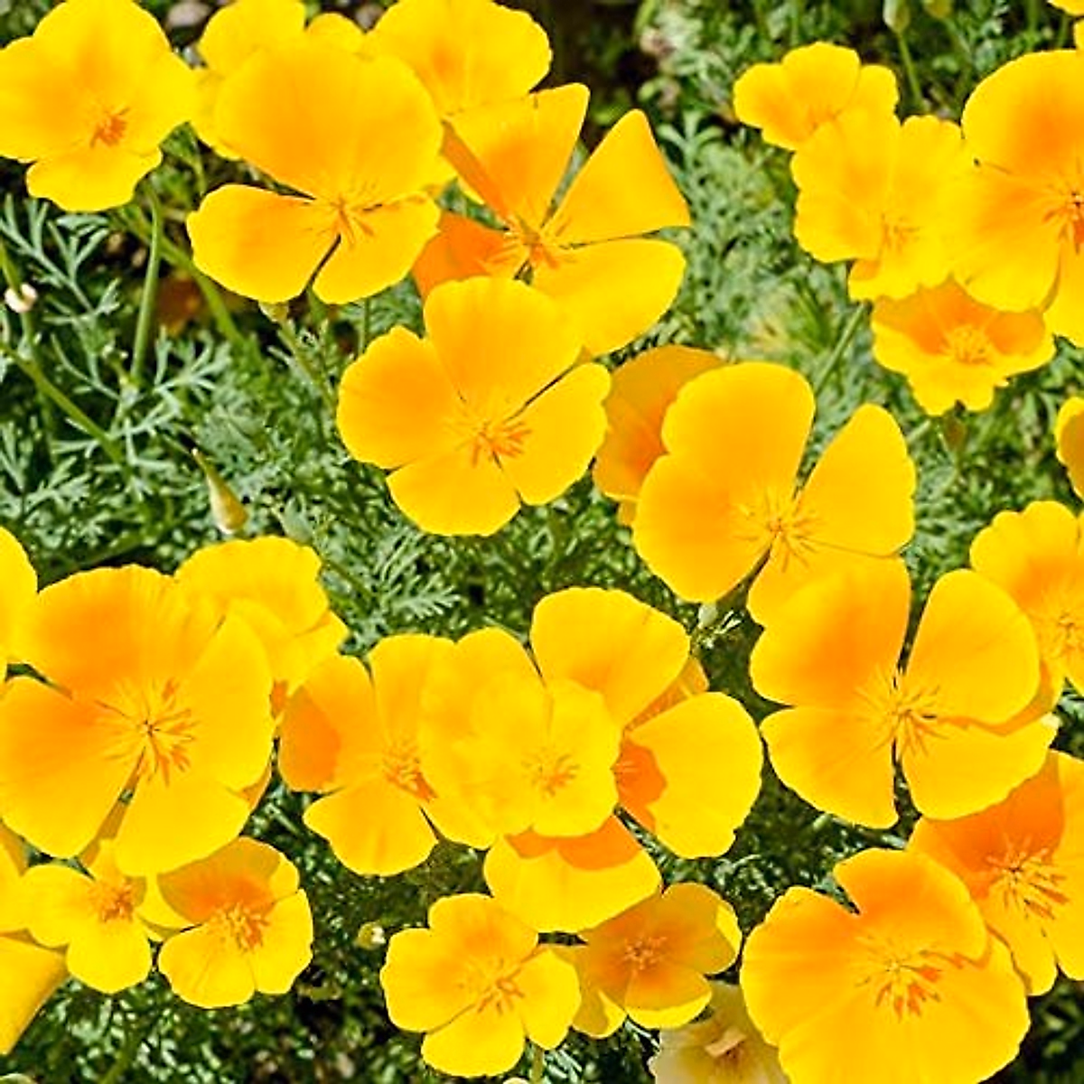 Golden Yellow California Poppy Flower Seeds for Planting, 2000+ Seeds Per Packet, (Isla's Garden Seeds), Non GMO & Heirloom, Scientific Name: Eschscholzia californica, Great Home Flower Garden Gift