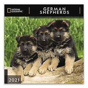 National Geographic German Shepherds 2021 Wall Calendar