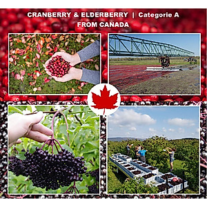 Immunia Urinary Health. Cranberry & Elderberry Concentrate to be Consumed for The Prevention of Urinary Infections. Natural. Delicious. 5 ml/Day. 1-Pack. USA