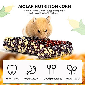 X-pet Hamster Treats and Chinchilla Chew Toys, 100% Natural Corn Suitable for Guinea Pig, Parrot,Bird and Other Small Animals