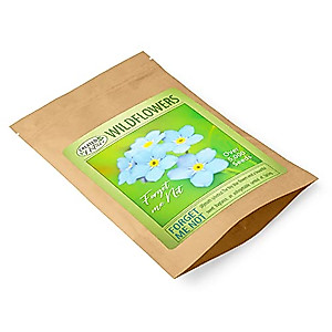 Forget Me Not Flowers (Myosotis sylvatica) - Over 5,000 Premium Seeds