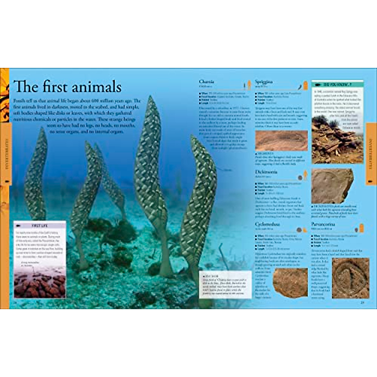 Dinosaurs: A Visual Encyclopedia, 2nd Edition (DK Children's Visual Encyclopedias)