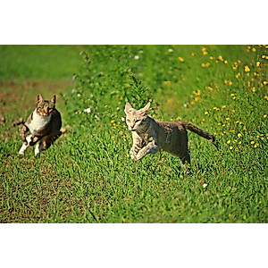 MY LUCKY PETS LLC cat Joint Supplement - CAT Hip and Joint Complex - Increase Mobility and Reduce Joint Stiffness - Immune Support - Vet Approved - cat glucosamine chondroitin - 3 Bottles (360 Tabs)