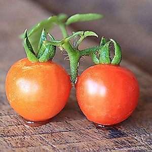 Tomato Seeds for Planting - Baxter's Early Bush Cherry - 250 Mg 65+ Seeds - Farm & Garden Vegetable Seeds - Non-GMO, Heirloom - Sealed in a Beautiful Mylar Package for Extended Shelf Life