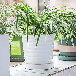 Brajttt Flower Pots,6 Inch Succulent Pots with Drinage,Indoor Round Planter Pots with Saucer,White Cactus Planters with Hole,Outdoor Graden Pots 4 Pack