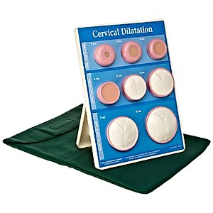 HEALTH EDCO W43093 Cervical Dilation Easel Display, 9" Length x 12" Height