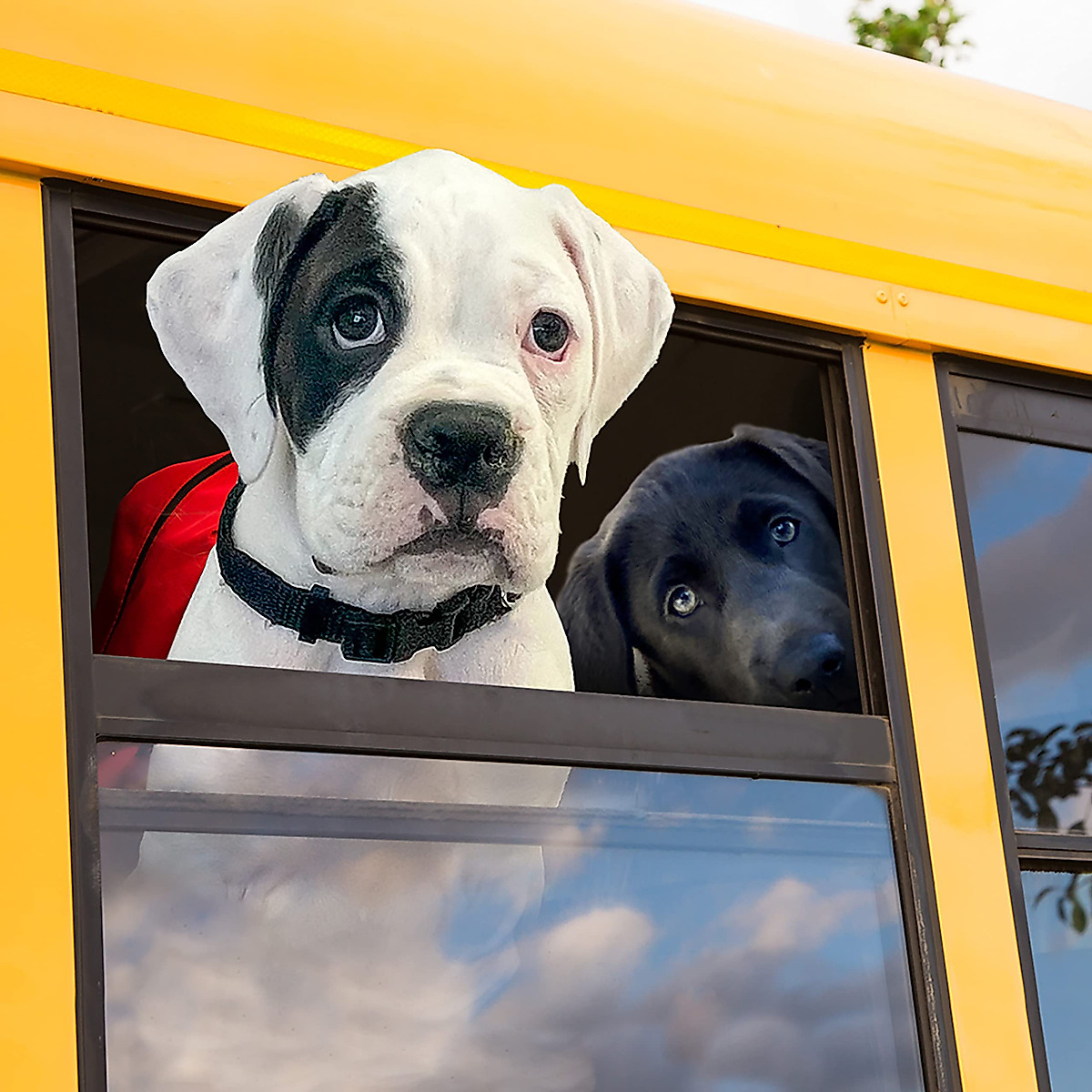 Fromm Heartland Gold Large Breed Puppy Dry Dog Food - Dry Puppy Food for Large & Giant Breeds - Beef Recipe - 4 lb