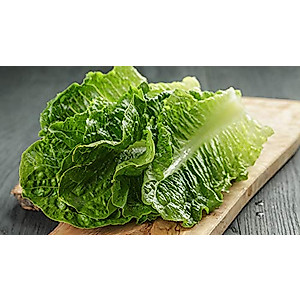 OldLadyRenee: 500+ Lettuce, Romaine-Parris Island Seeds