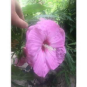 1112A-Tropical Hibiscus, Giant Pink (Hibiscus rosa-sinensis) Seeds by Robsrareandgiantseeds UPC0764425787105 Non-GMO,Organic,USA Grower, Cold Hardy, 1112-A Package of 10 Seeds