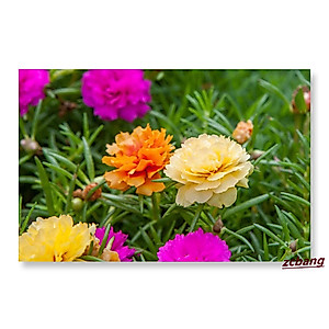 zcbang Moss Rose (Portulaca Grandiflora) Mixed Colors 2000+ Fresh Seeds