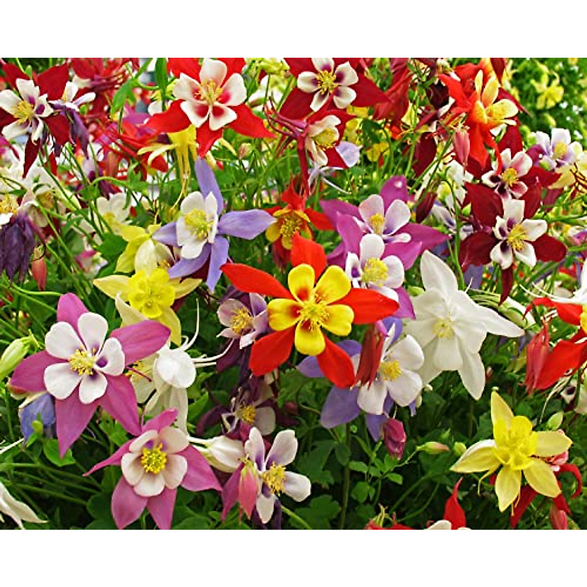 RAISE ME UP: Seeds Columbine Mix Aquilegia Perennial Flowers