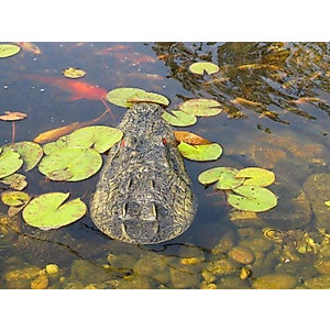 TJB-INC 22" Alligator Head Decoy & Pond Float with Reflective Eyes for Canada Geese & Blue Heron Control