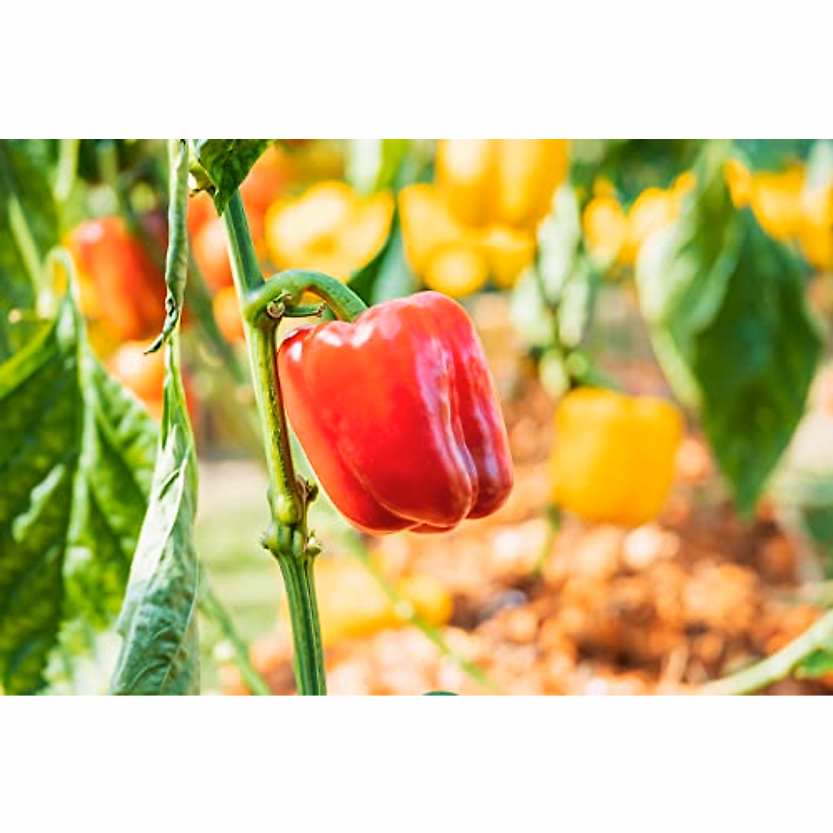 Rainbow Blend Sweet Bell Pepper Seeds, 50+ Heirloom Seeds Per Packet, (Isla's Garden Seeds), Non GMO Seeds