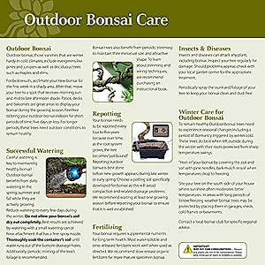 Brussel's Bonsai Live Satsuki Azalea Outdoor Bonsai Tree-5 Years Old 6" to 8" Tall with Decorative Container, Small, Blank