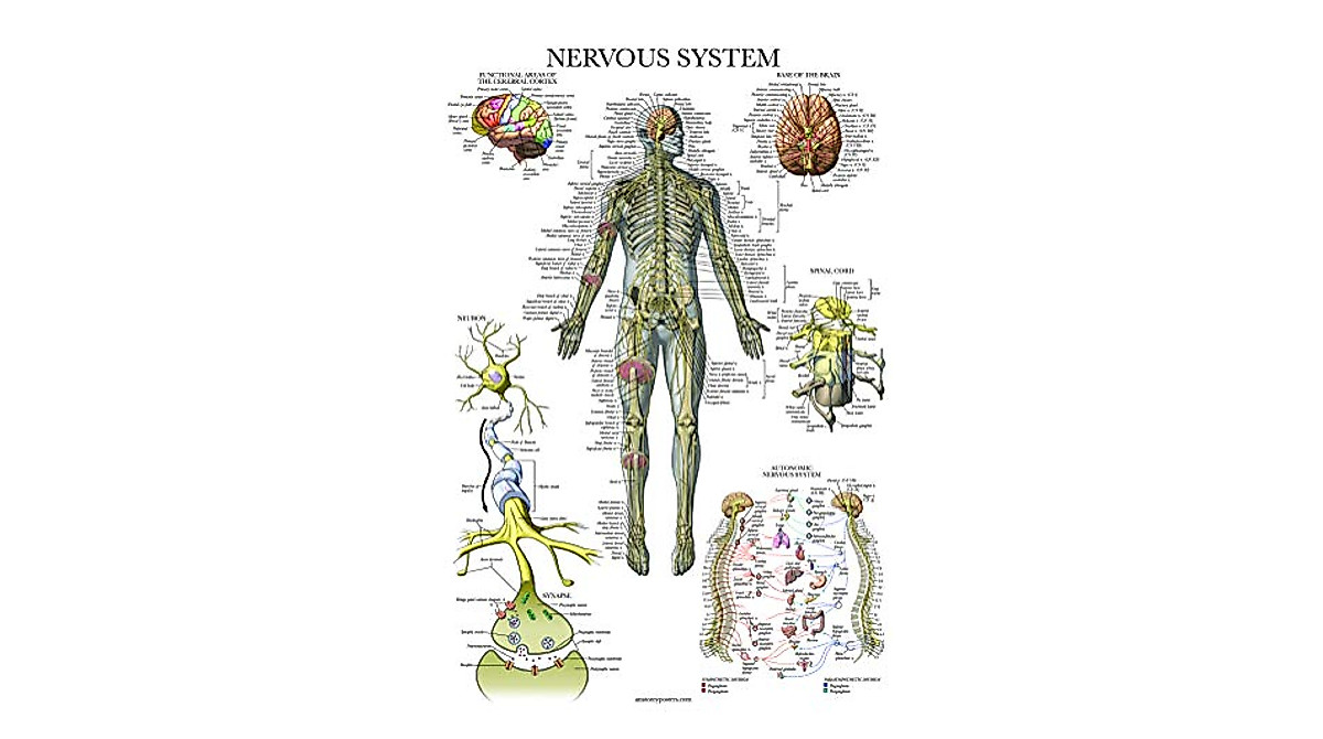 Nervous System Anatomy Poster - Laminated 18x24 for Study & Teaching