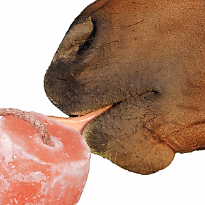 Himalayan Salt Lick 4-5 lbs | Pack of 2 | Salt Lick Deer | Deer Salt Lick Block | Licking Salt for Horses | Salt Block on Rope | Horse Treats.