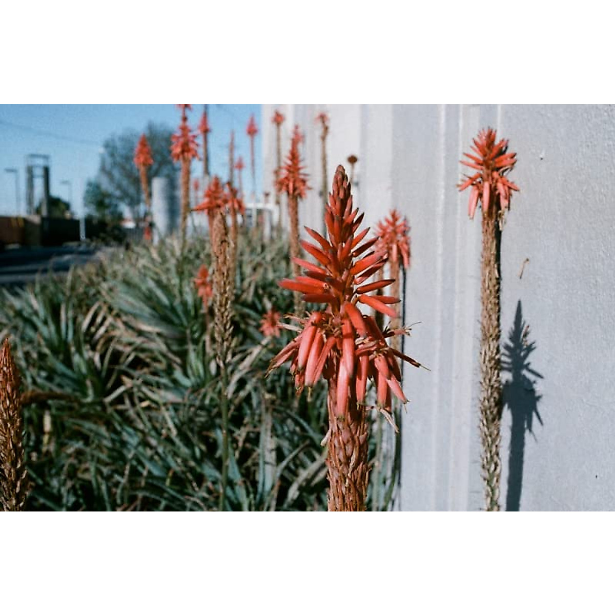 Wolfen NC400 400 ISO 35mm x 36exp. Color Negative Film